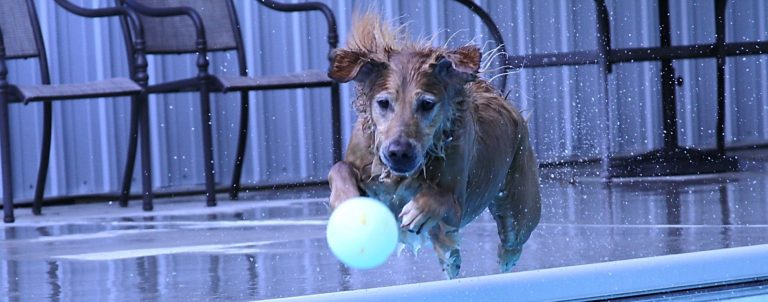 Teasing is Bad. | The Science Dog