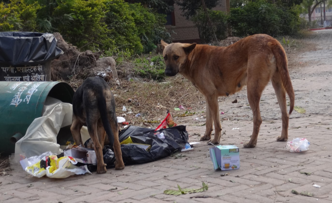 A Taste for Meat? | The Science Dog