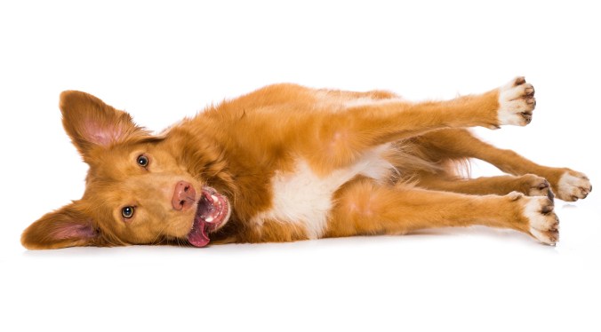 Give Up the Gullet | The Science Dog