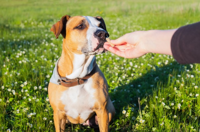 Teasing is Bad. | The Science Dog