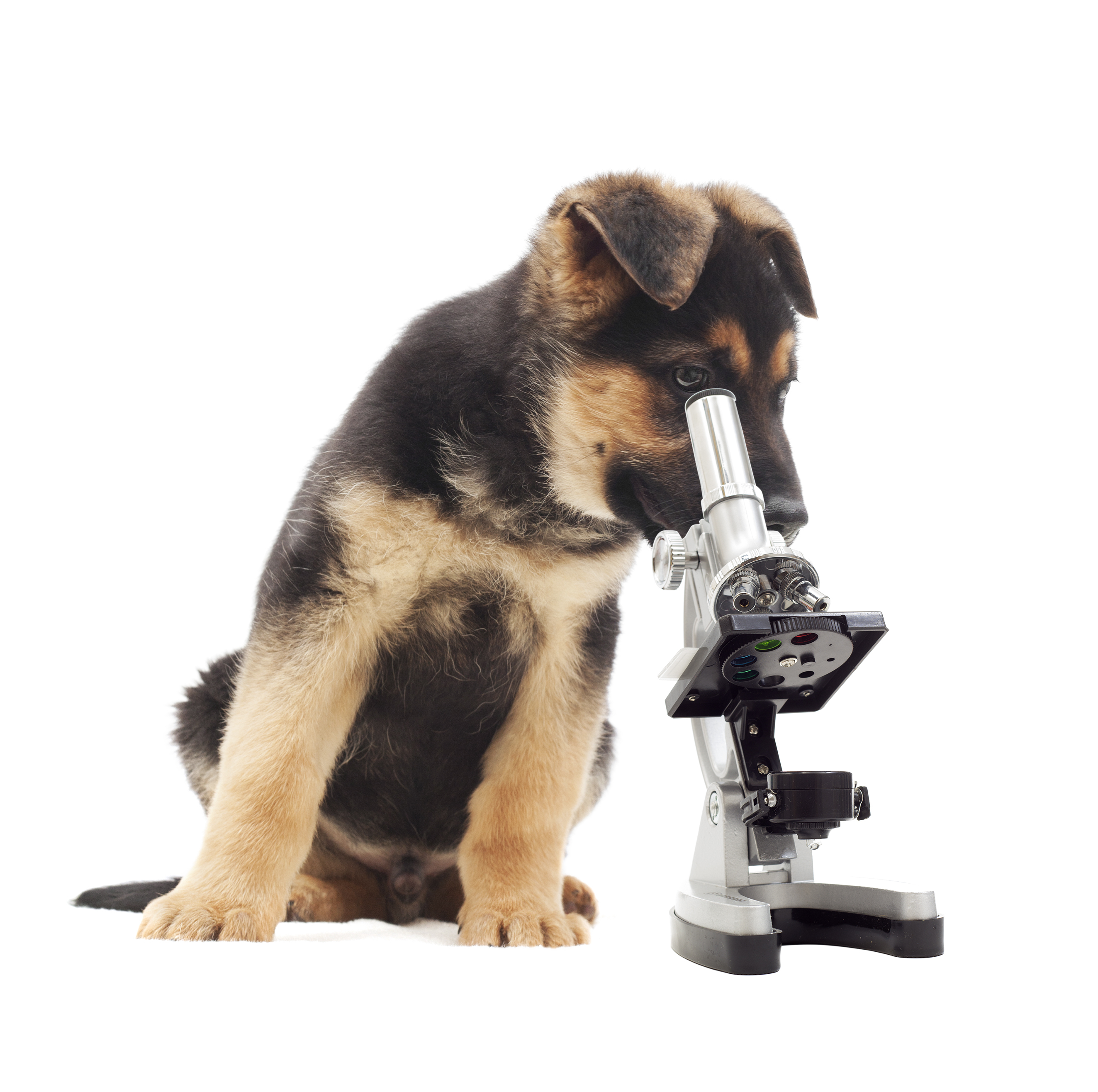 Diet and Your Dog’s Skin Microbiome | The Science Dog