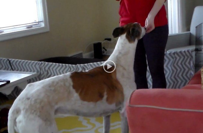 Asking Our Dogs | The Science Dog