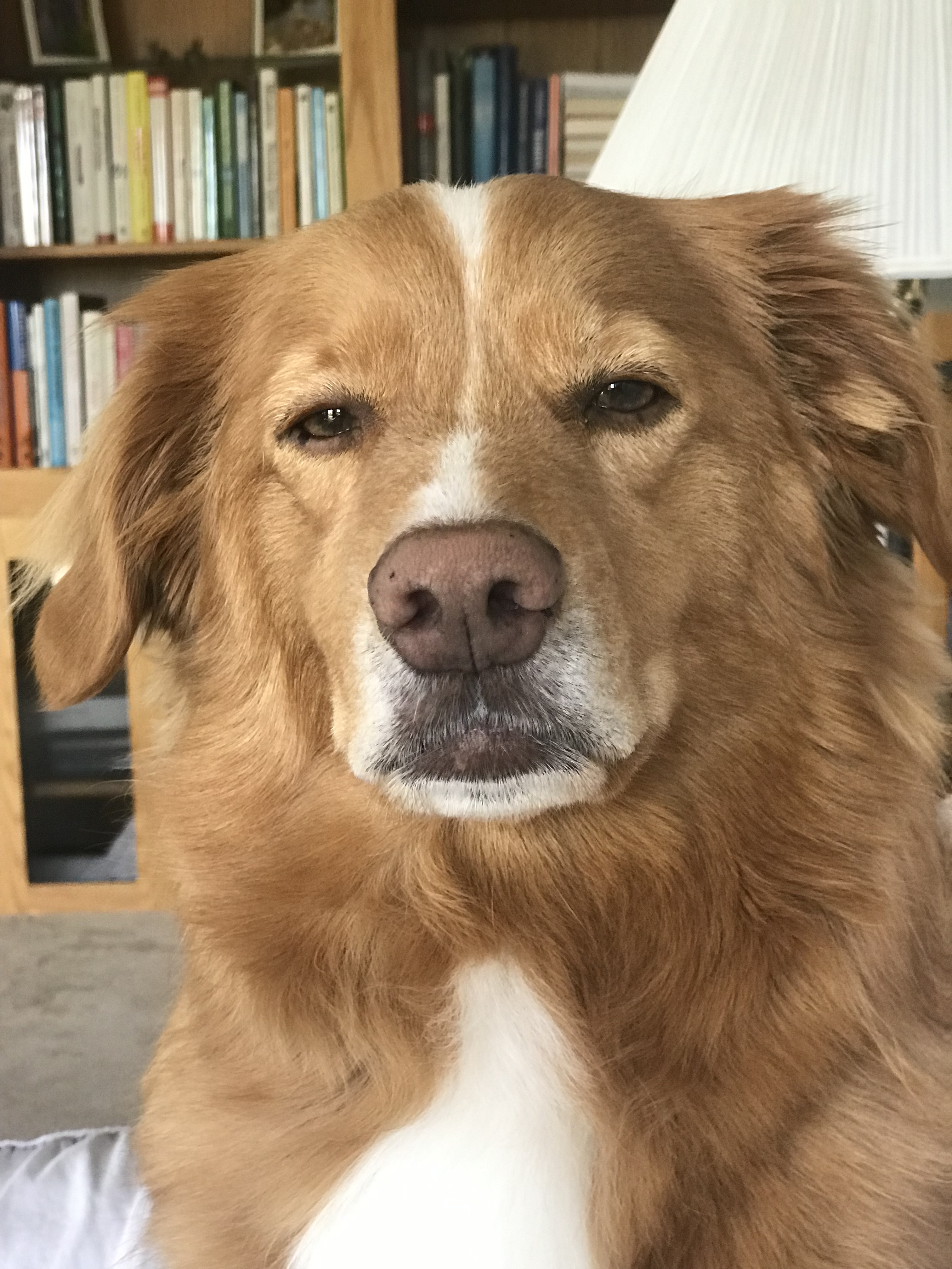 Asking Our Dogs | The Science Dog